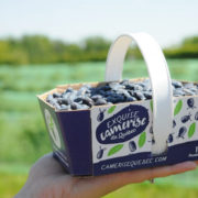 Auto-cueillette de camerises - Camerise et Compagnie