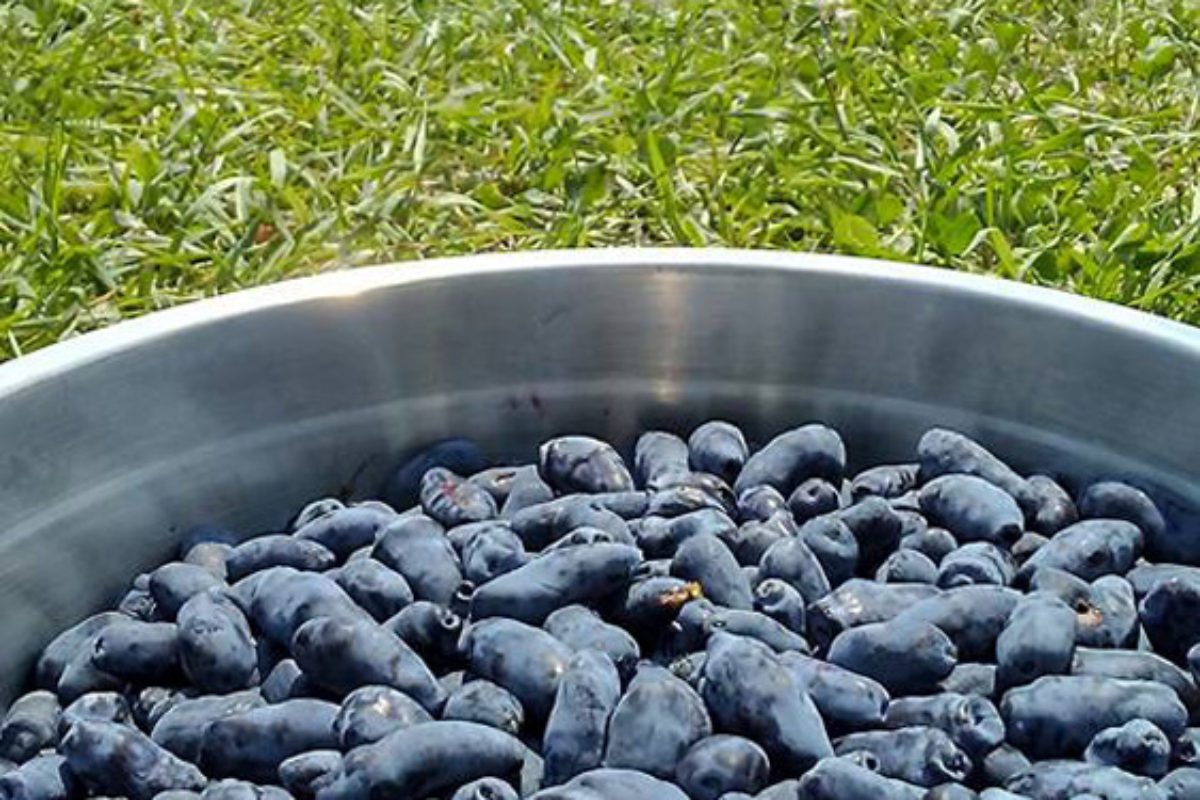 Archives des Recettes - Camerise et Compagnie