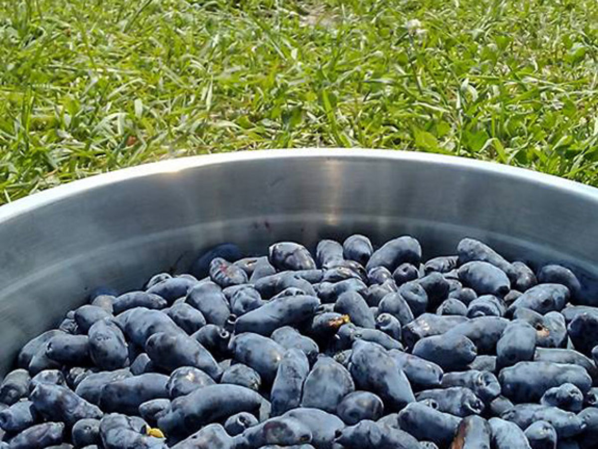 Producteur de camerises au Québec - Camerise et Compagnie